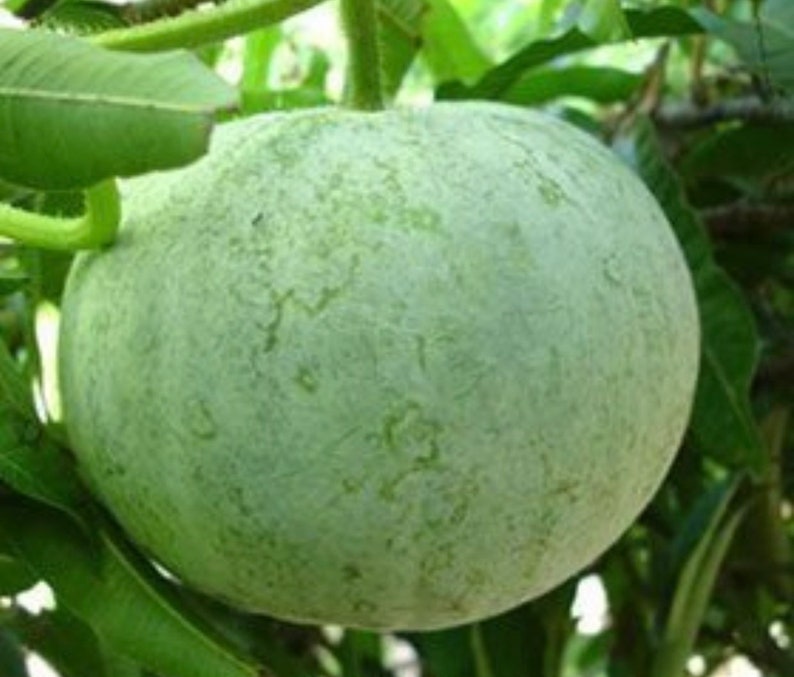 Mini Winter Melon Seeds; Small Round Wax Gourd - Etsy