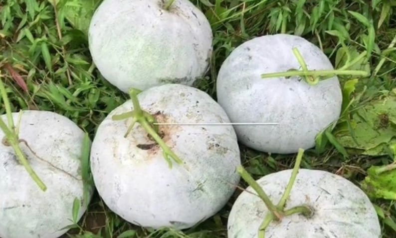 Mini Winter Melon Seeds; Small Round Wax Gourd - Etsy