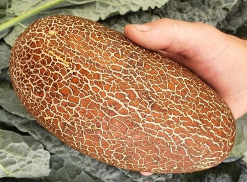 Sikkim Cucumber Seeds (10+ Seeds) - Etsy