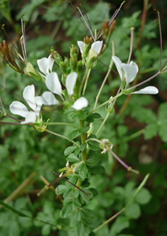 Thai Cleome Seed Wild Spider Flower Asia Vegetable | Etsy