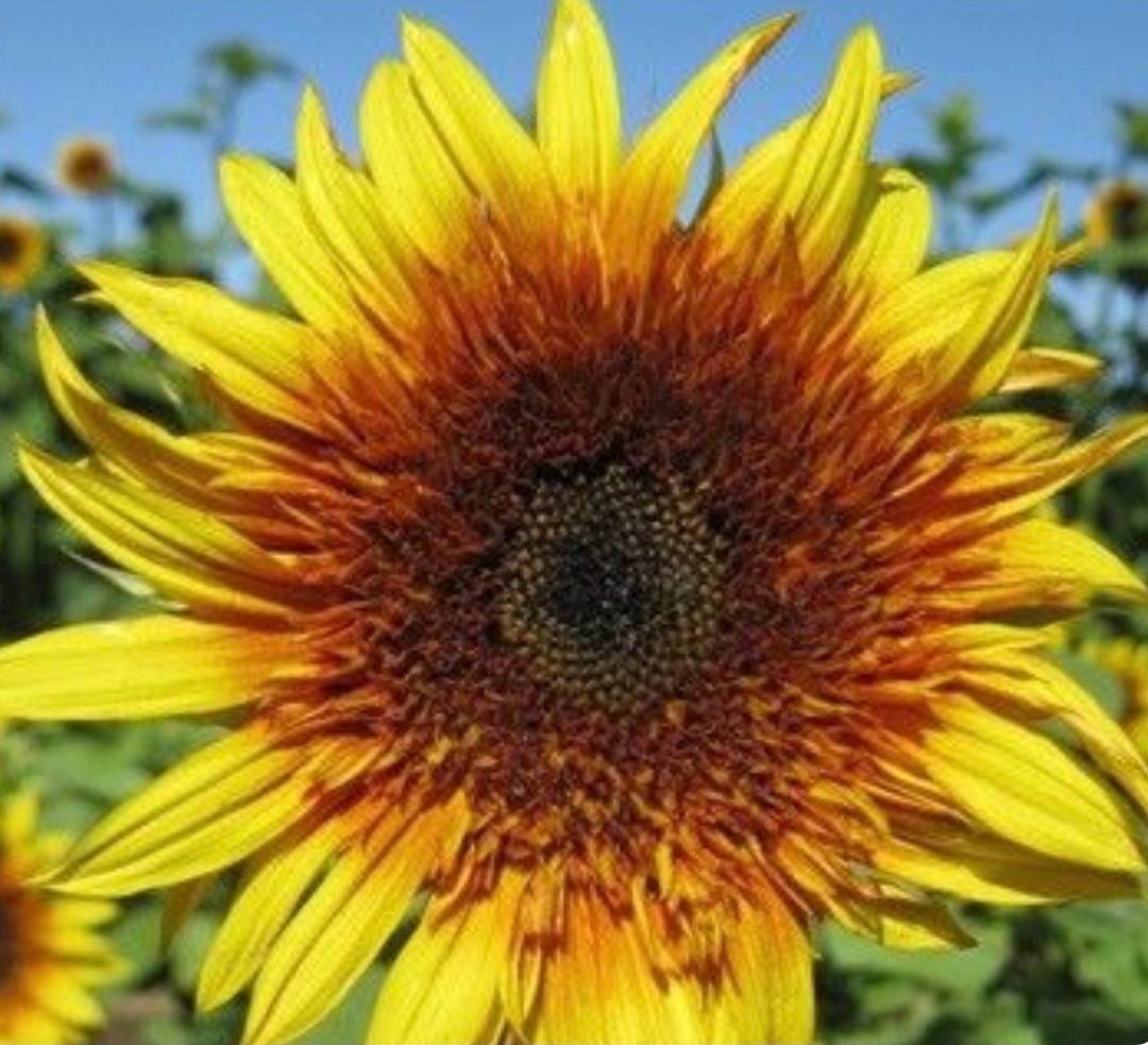 Sundance Kid Sunflower