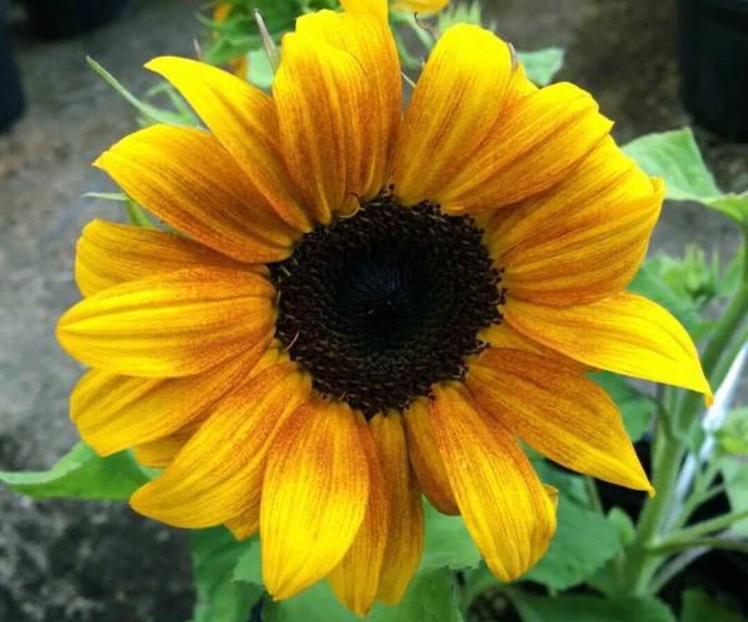 Little Tiger Dwarf Sunflower Seeds (15 Seeds) - Etsy