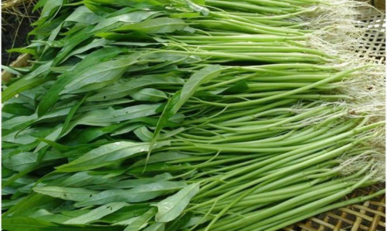 Thai Water Spinach Seeds - Etsy