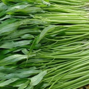 Thai Water Spinach Seeds - Etsy