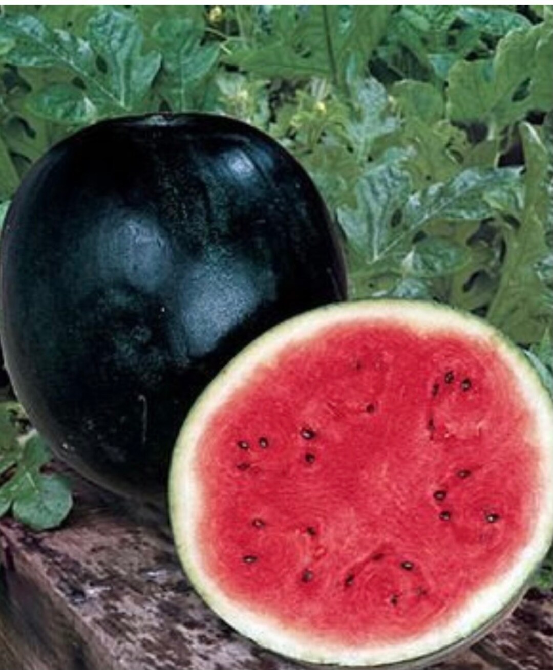 Black Diamond Watermelon Seeds - Etsy