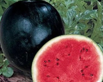 Black Diamond Watermelon Seeds - Etsy