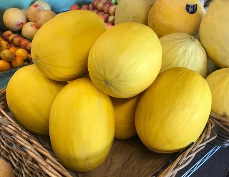 Canary Sweet Melon Seeds - Etsy