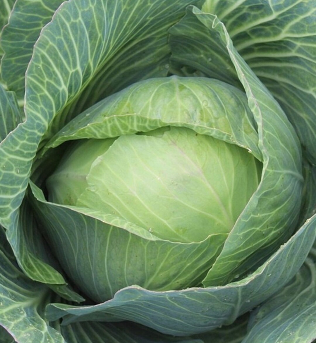 Late Flat Dutch Cabbage Seed (500+ Seeds) - Etsy