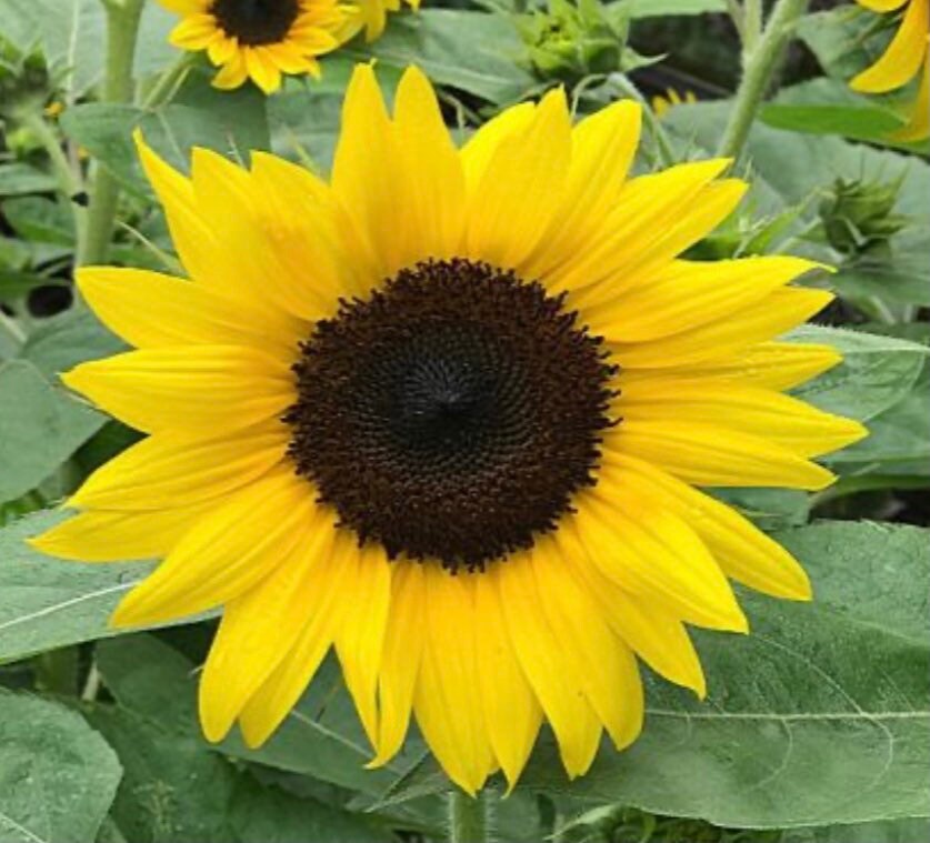 Junior Dwarf Sunflower Seeds (15 Seeds) - Etsy