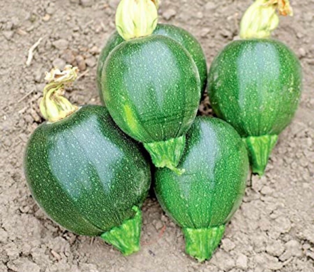 Round Zucchini Summer Squash Seeds - Etsy