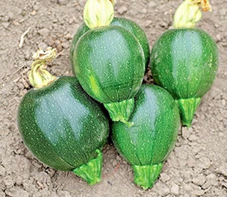 Round Zucchini Summer Squash Seeds - Etsy