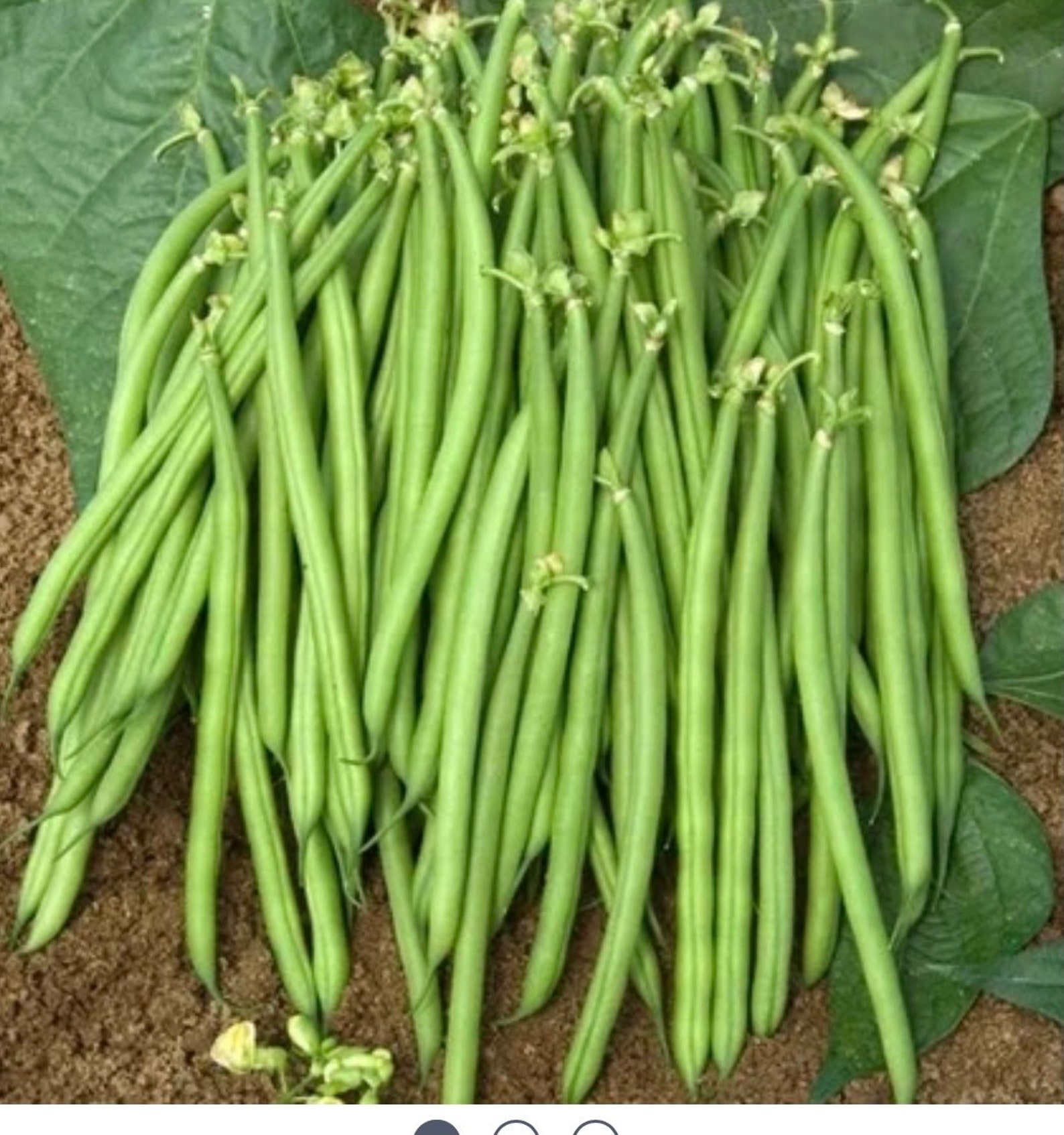 Jade Bean Seeds - Etsy