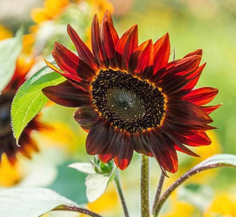 Rouge Royale Sunflower Seed (15 Seeds) - Etsy