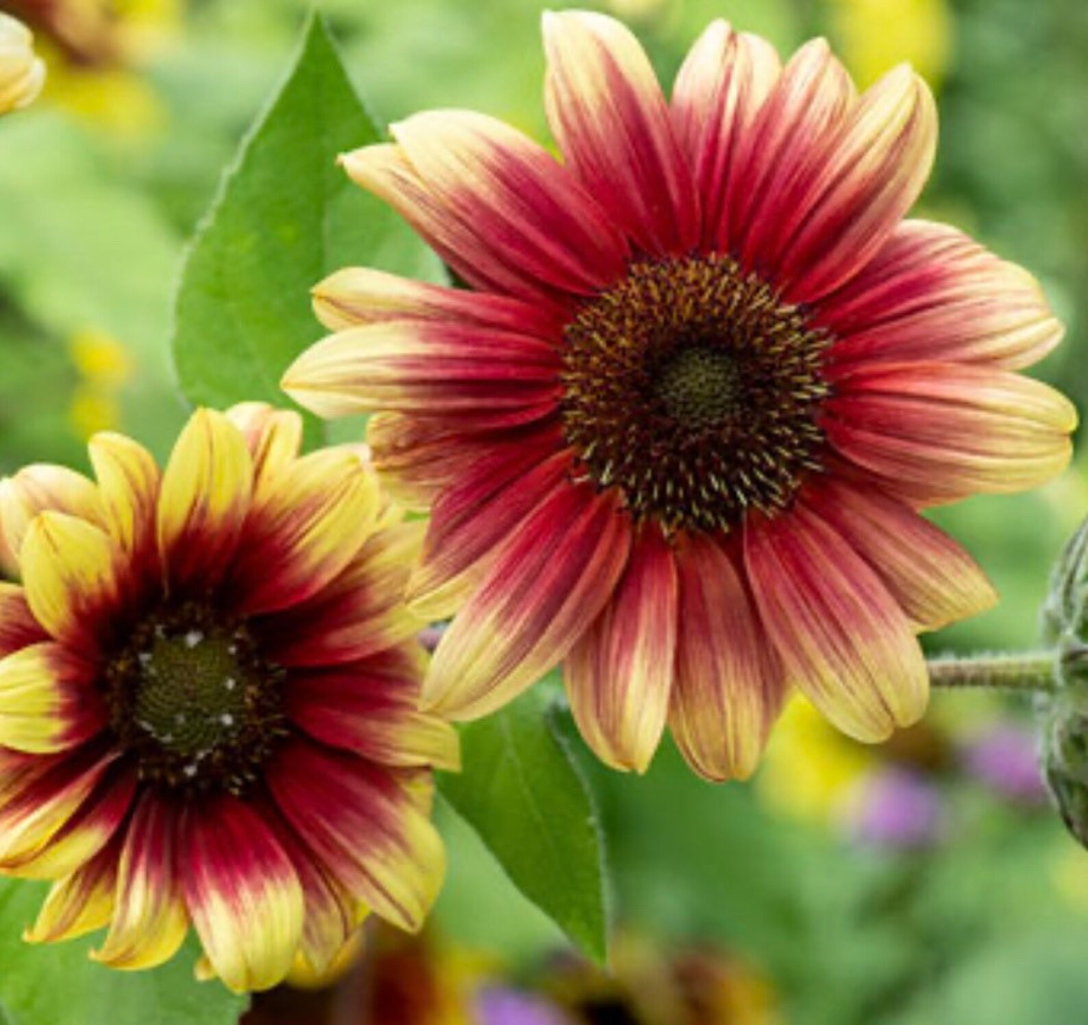 Ruby Eclipse Sunflower Seeds (15 Seeds) - Etsy