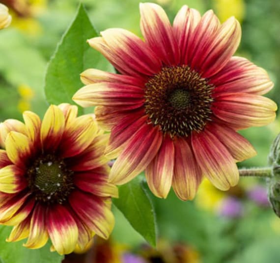 Ruby Eclipse Sunflower Seeds 15 Seeds | Etsy