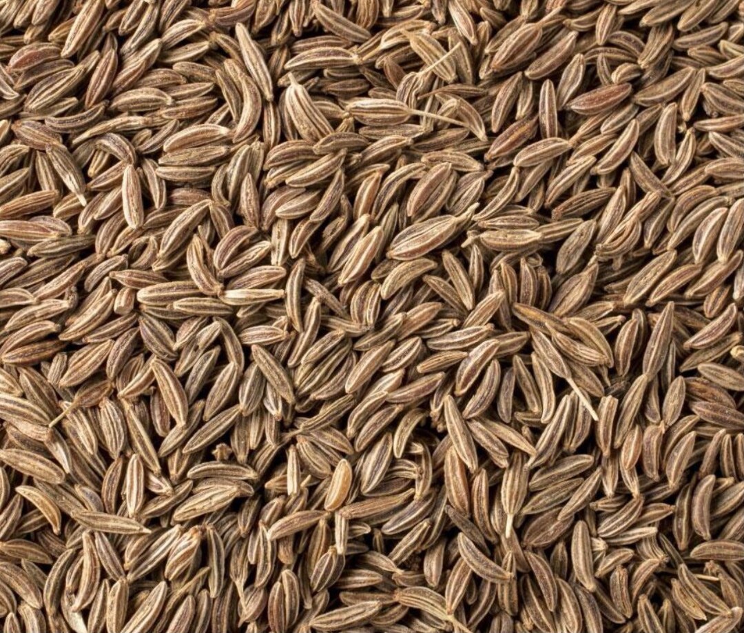 Caraway Seeds (100+ Seeds) - Etsy