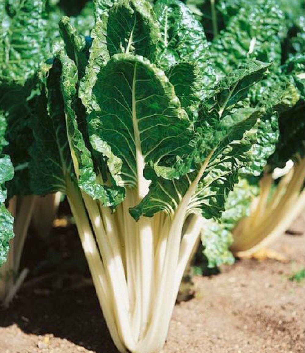 Lucullus Swiss Chard Seeds - Etsy