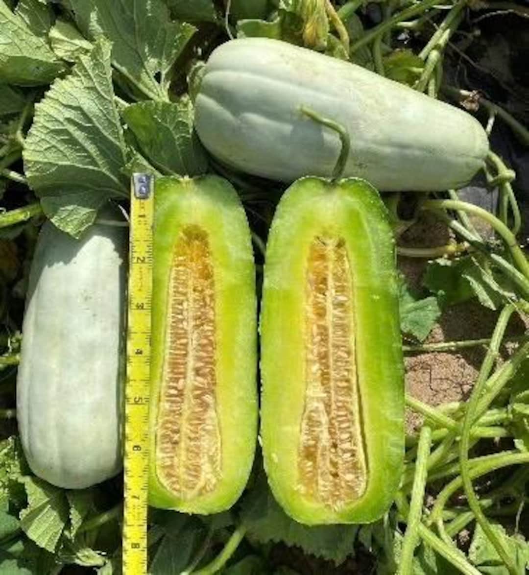 Yin Mibao F1 Chinese Melon Seed (5 Seeds) - Etsy