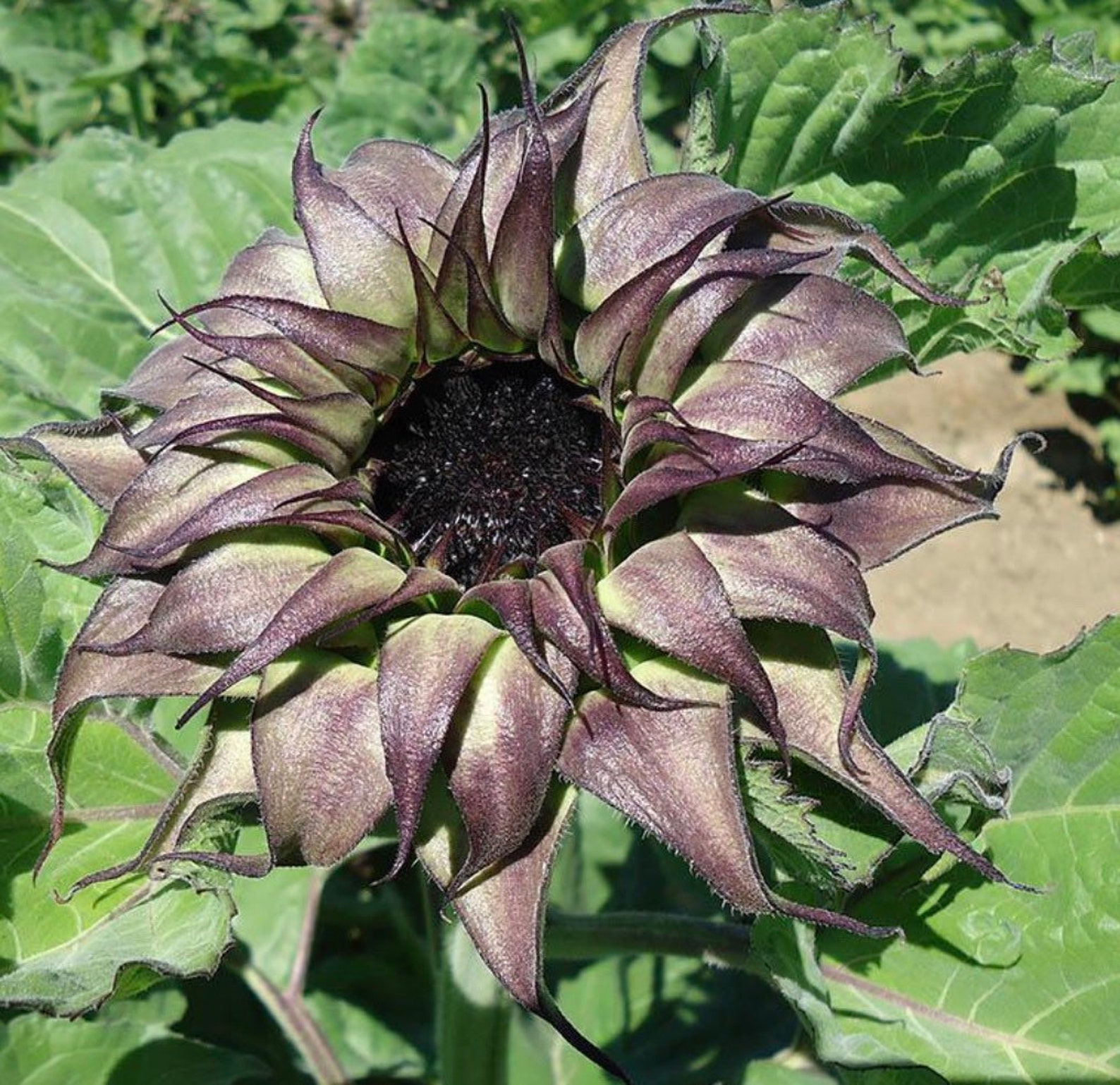 Sunflower Sunfill™ Purple Seeds (10 Seeds) - Etsy