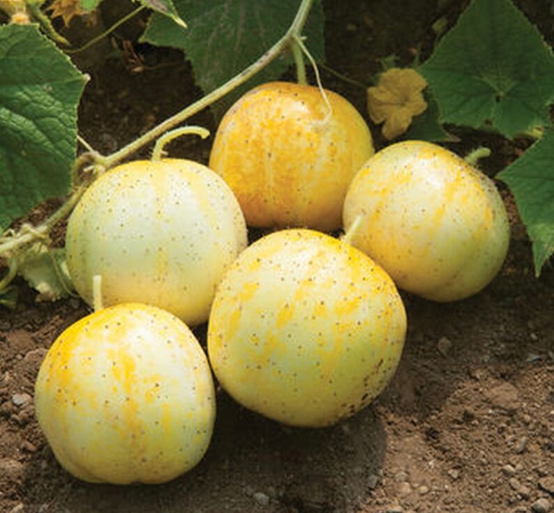 Lamon Cucumber Seeds - Etsy