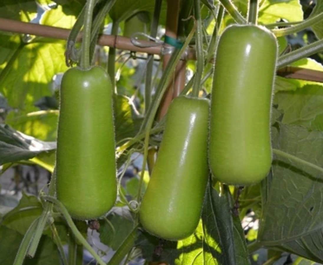 Bottle Gourd Seeds Tai Hoo Hybrid Seeds (5 Seeds) - Etsy
