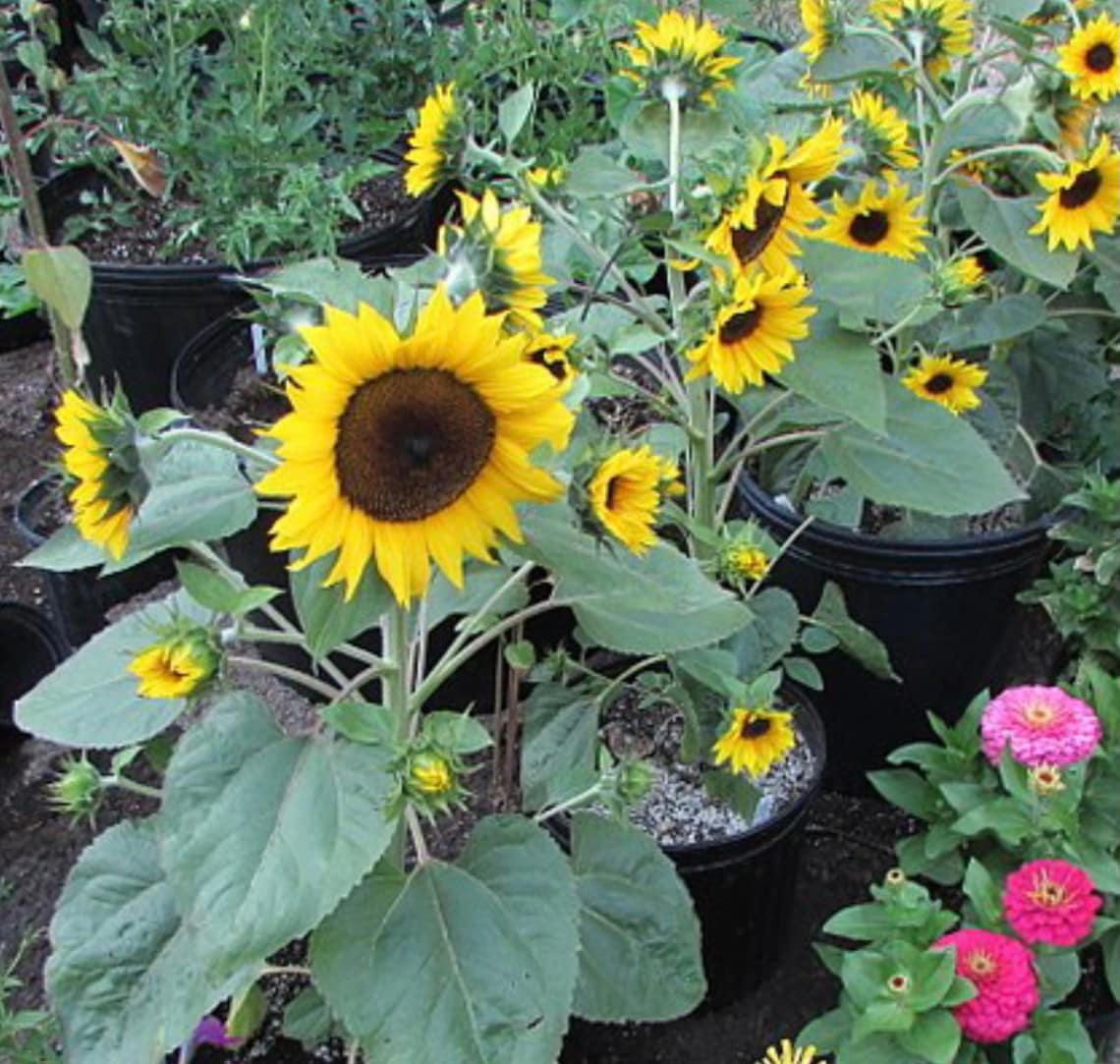 Sunflower Orange Hobbit Seeds (15 Seeds) - Etsy