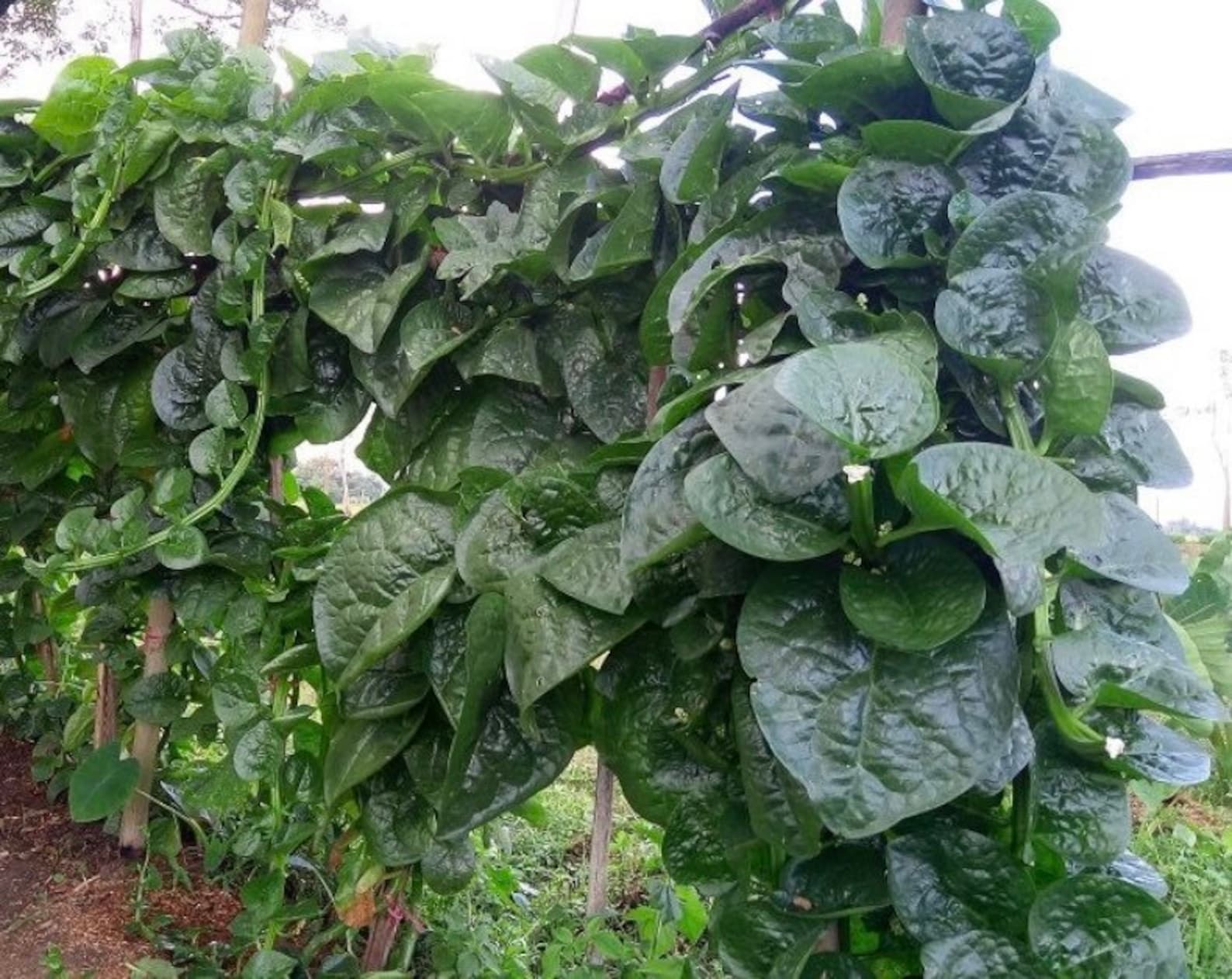 Big Round Leaf Malabar Spinach Seeds - Etsy