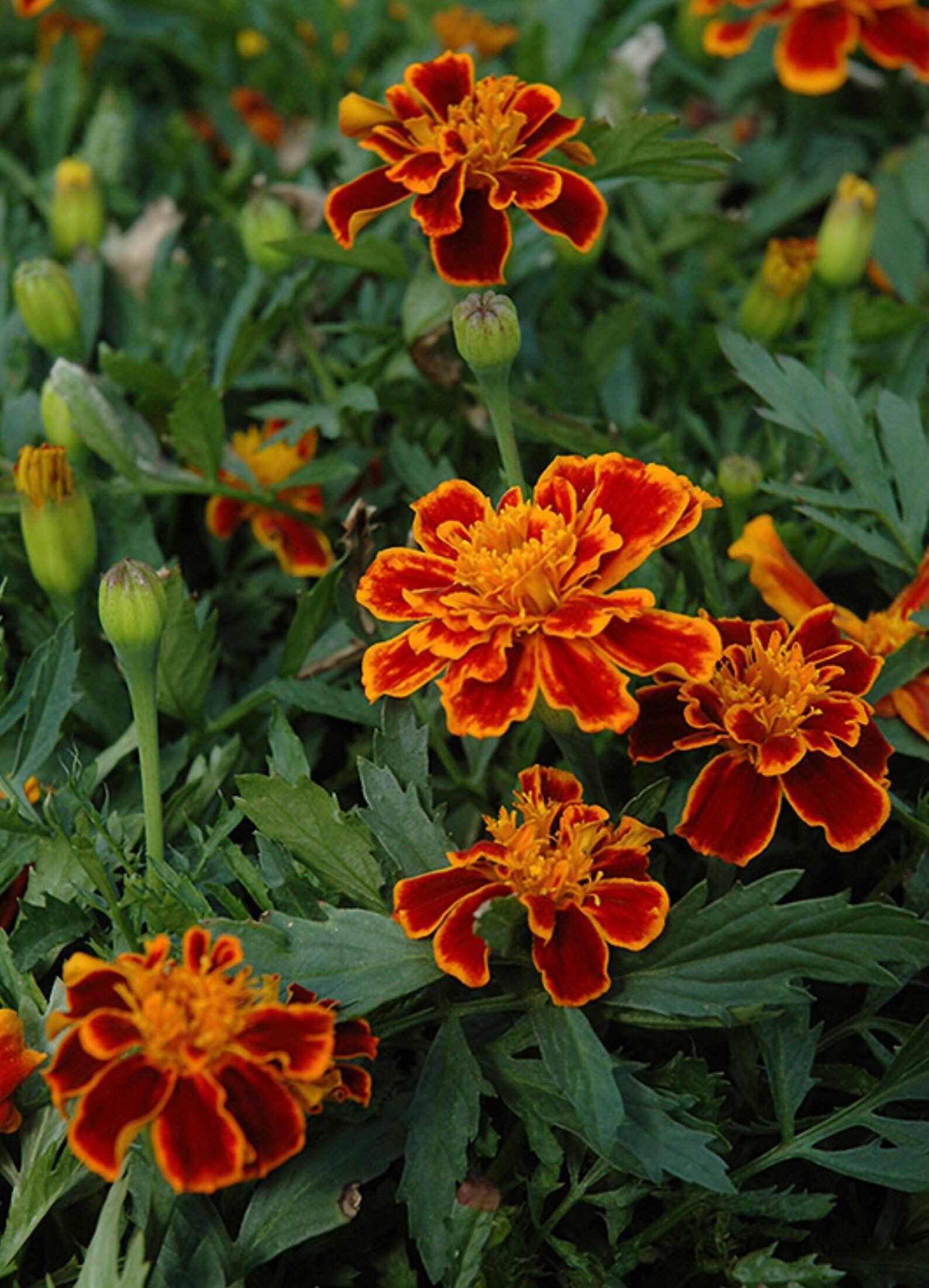 Marigold Durango Flame Seeds - Etsy