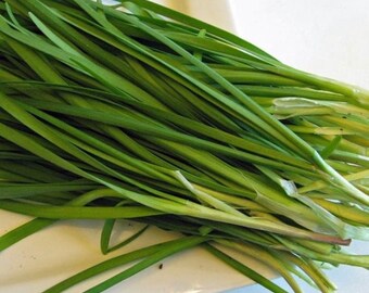 Garlic Chive Broad Leaved Nira Seed ,chinese Leek - Etsy