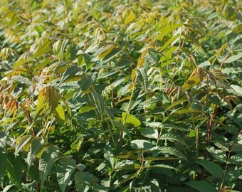 Chinese Toon Toona Sinensis Northern Red Seeds 北方红油香椿 - 100 Seeds - Etsy