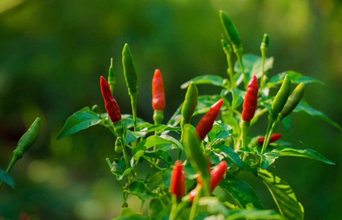 Garden Bird Pepper,thai Hot Pepper Chilli Live Seeds - Etsy