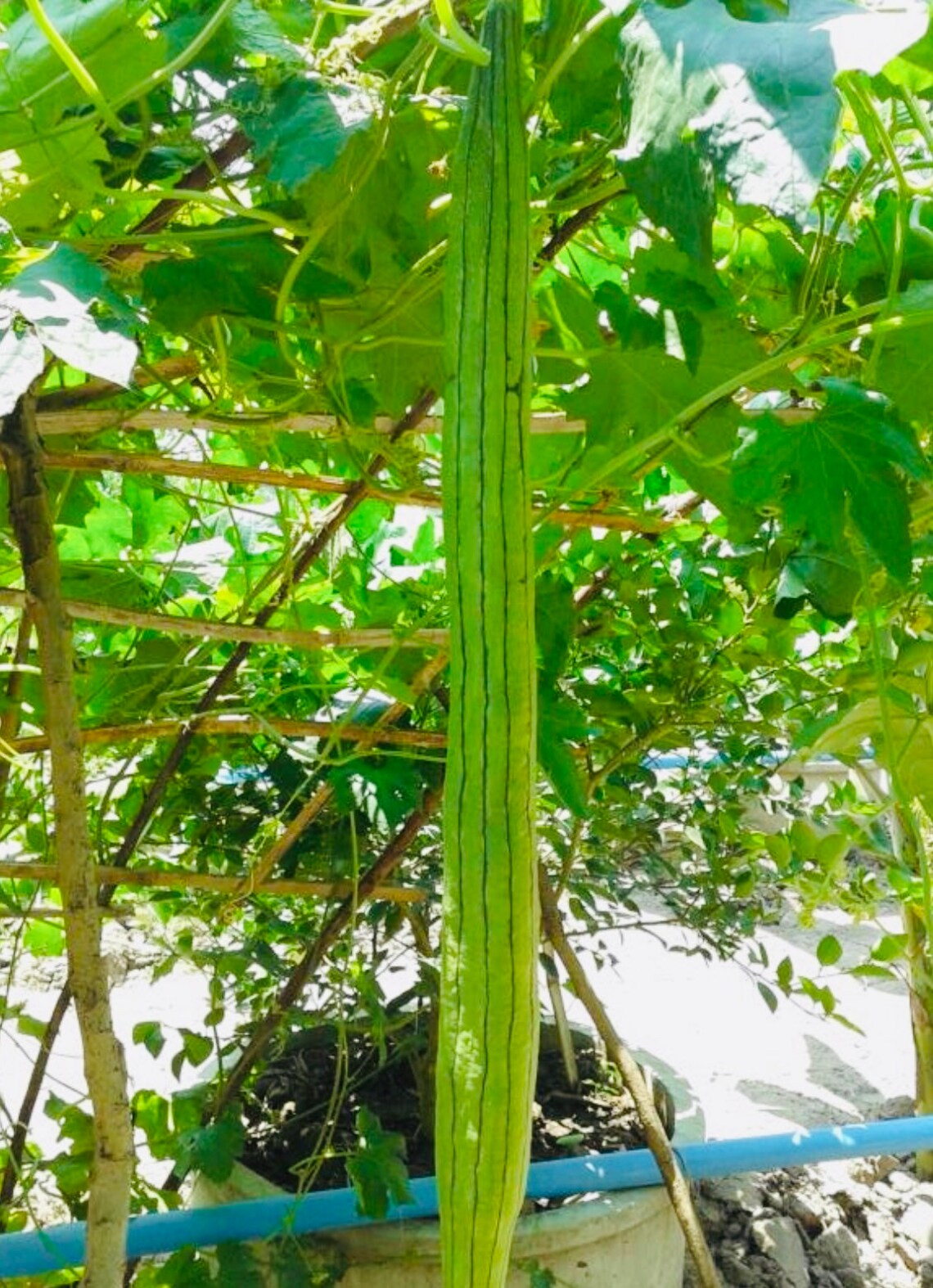 Edible Gourd Smooth Extra Long Luffa Seeds - Etsy