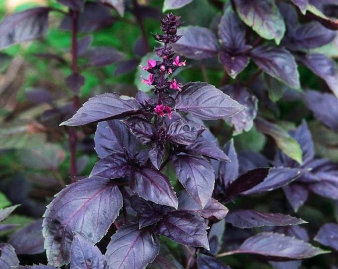 Red Rubin Basil Seeds, Herb, Heirloom, NON GMO, Country Creek Acres - Etsy
