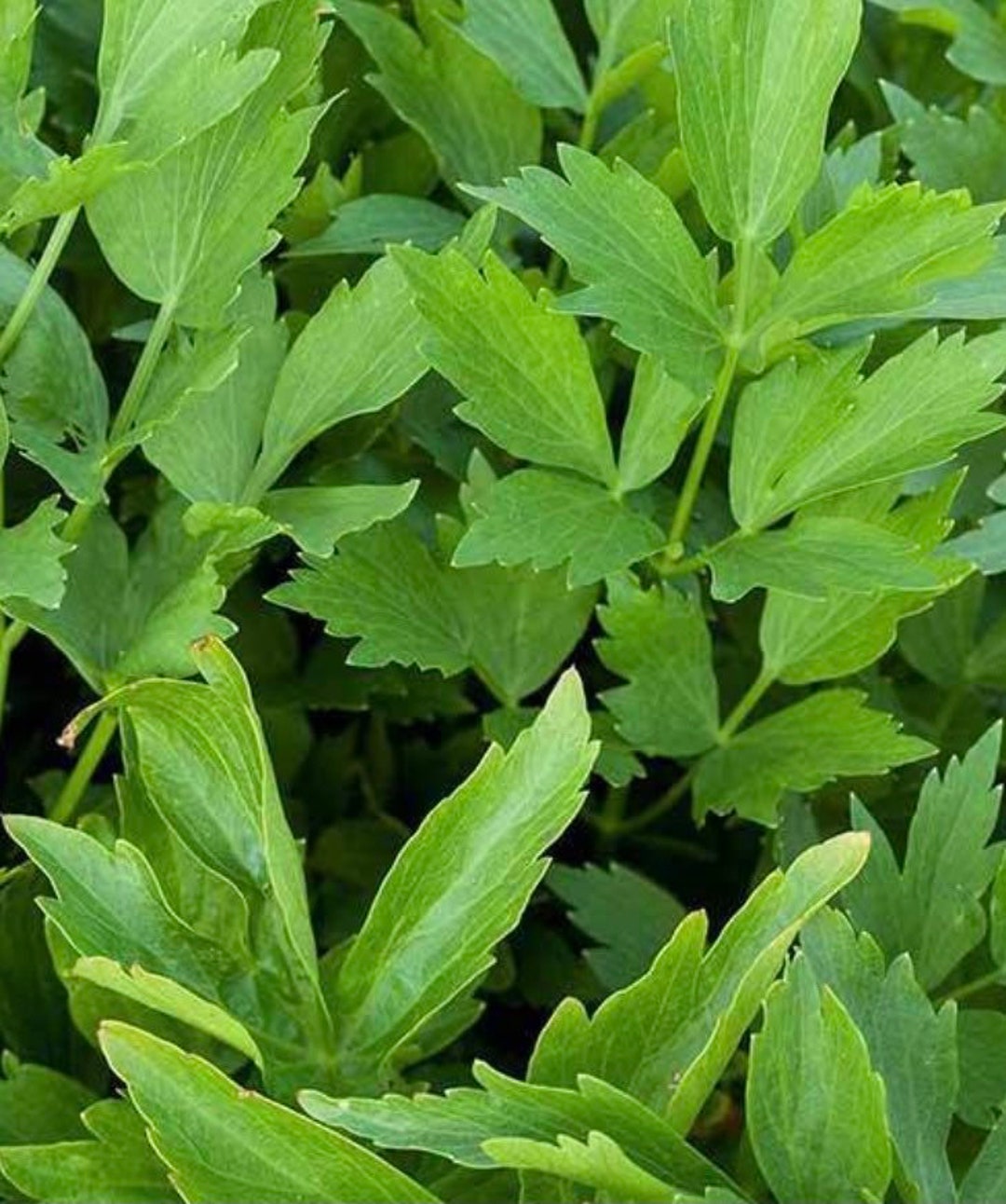 Lovage Herb Seeds (100+ Seeds ) - Etsy