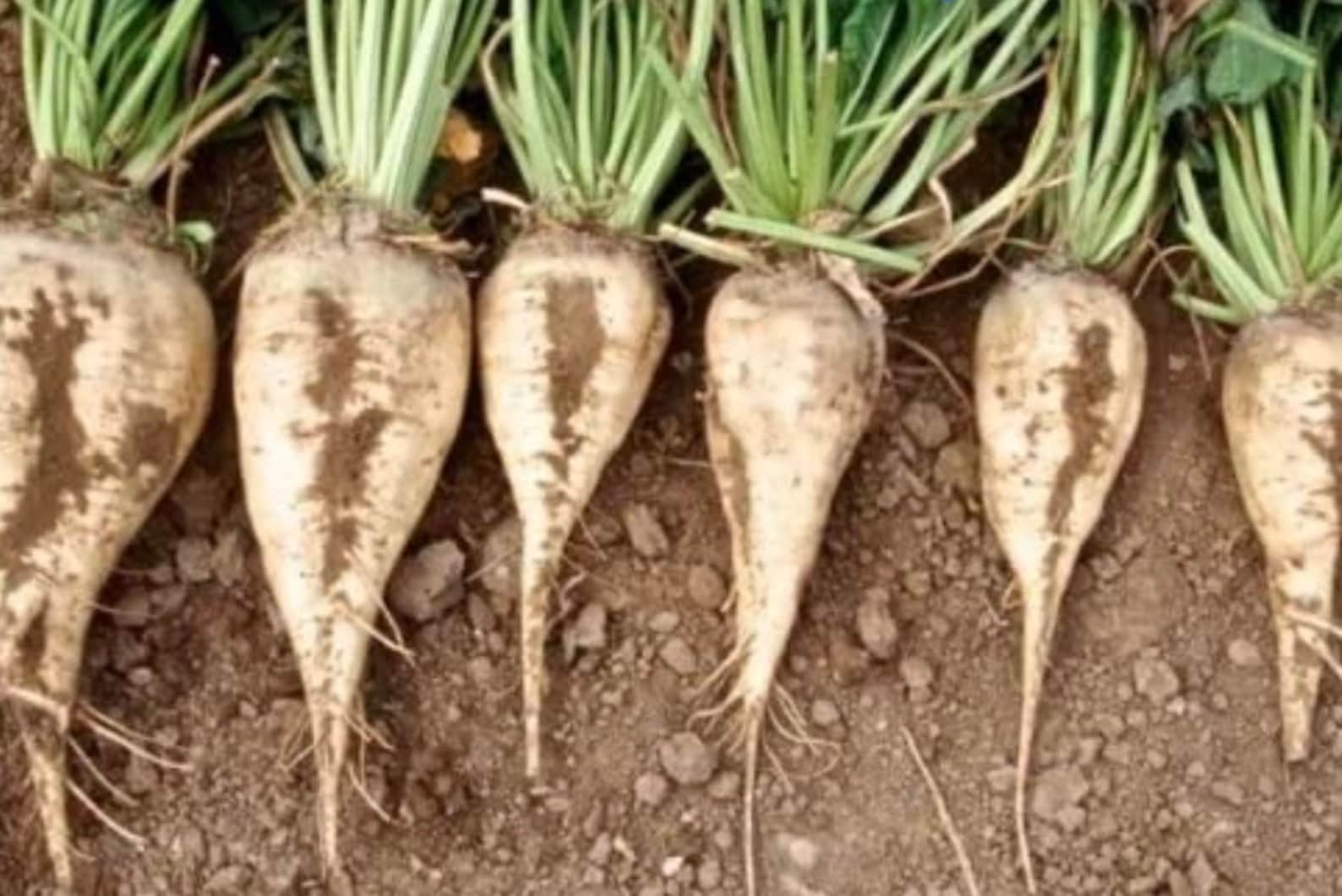 Sugar Beet Seed Sugar Beets Fresh Seed Etsy