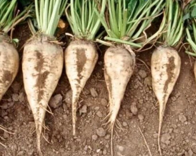 Sugar Beet Seed: Sugar Beets Fresh Seed - Etsy