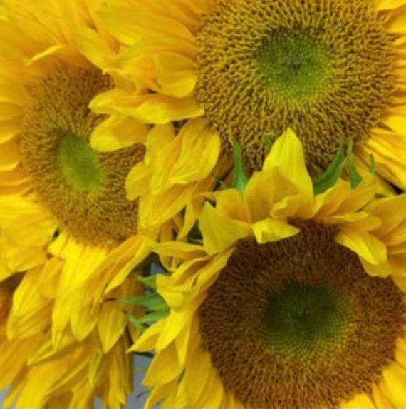 Munchkin Sunflower Seeds 15 Seeds | Etsy