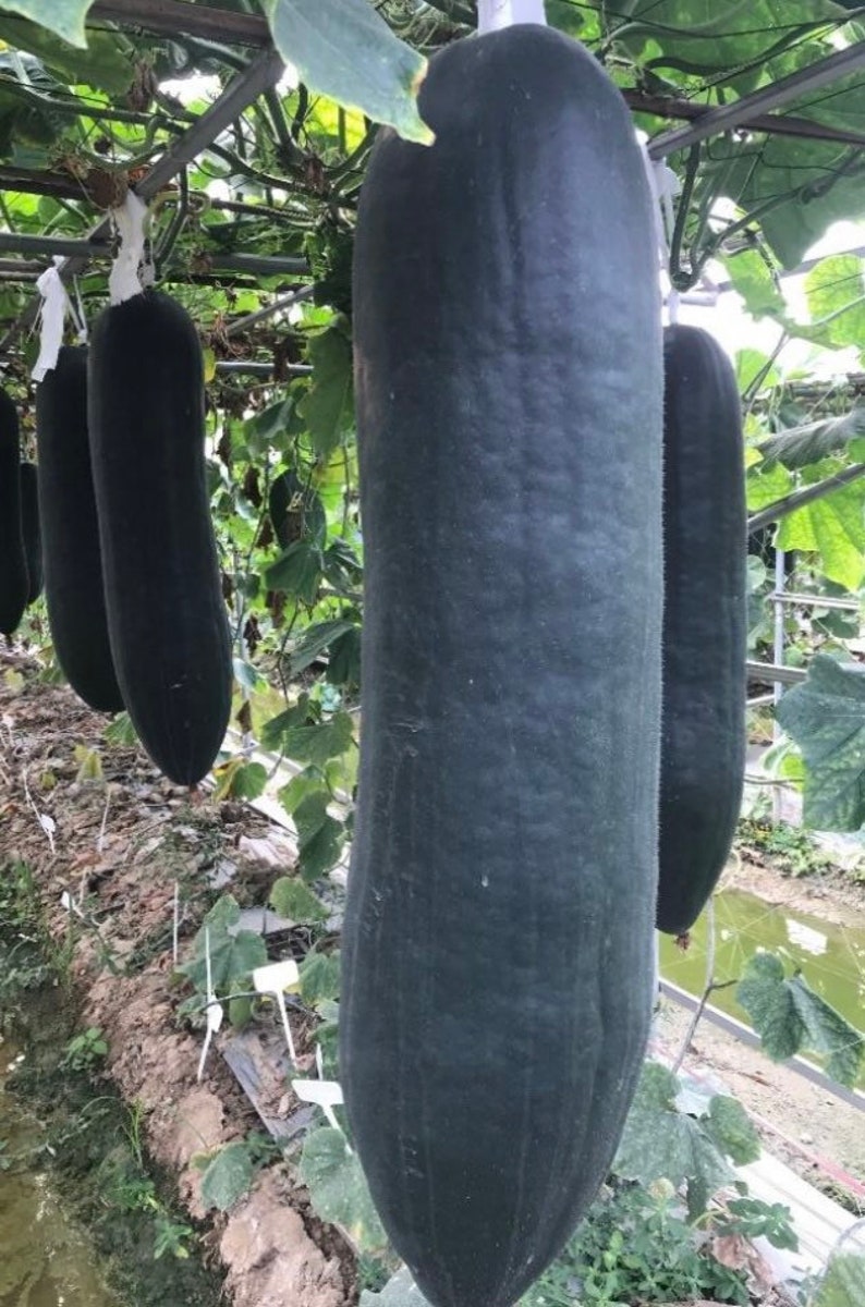 Black Giant Large Oblong Gourd Seeds-winter Gourd,wax Gourd (5 Seeds ...