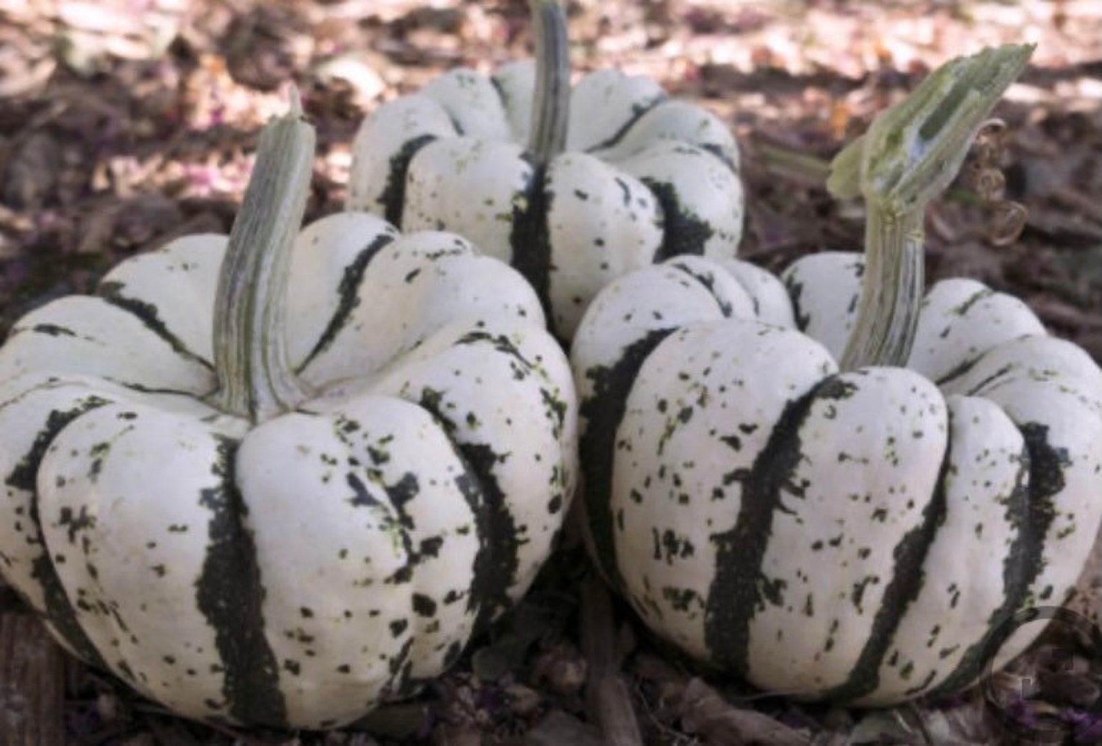 Squash Sweet Dumpling Seeds (10+ Seeds) - Etsy