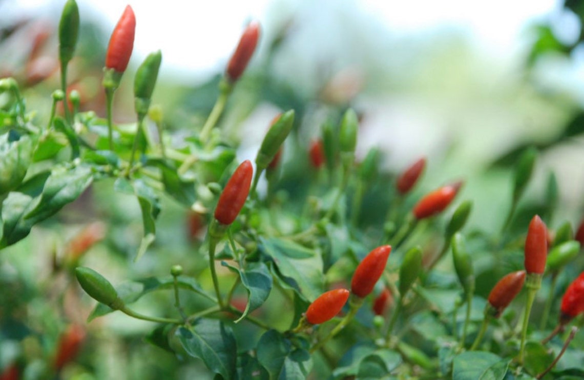 Garden Bird Pepper,thai Hot Pepper Chilli Live Seeds - Etsy
