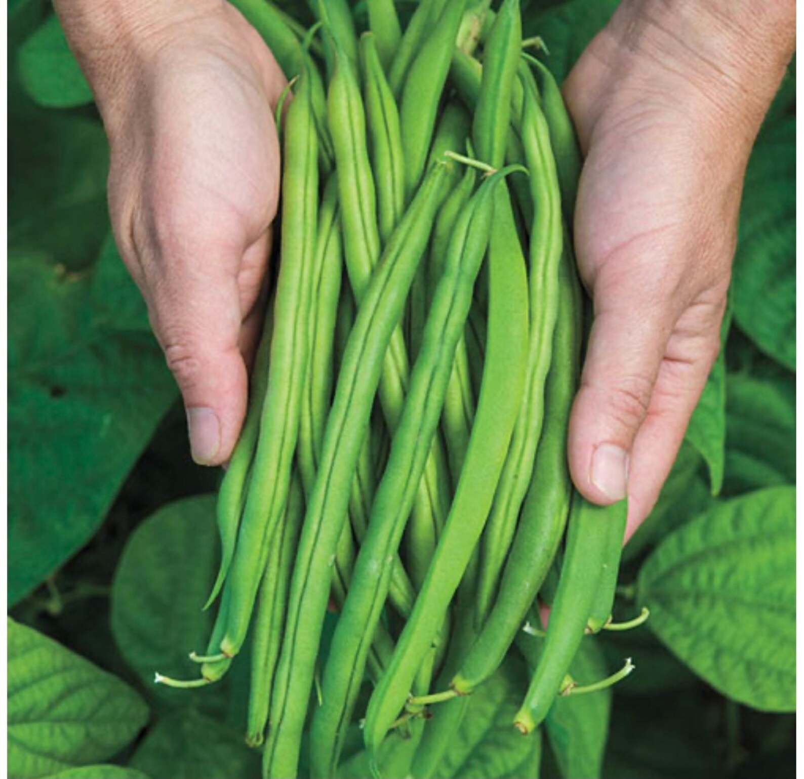 Provider Bush Bean Seeds - Etsy