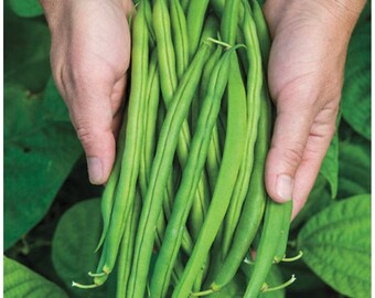 Heirloomsupplysuccess Heirloom Provider Bush Bean Seeds - Etsy