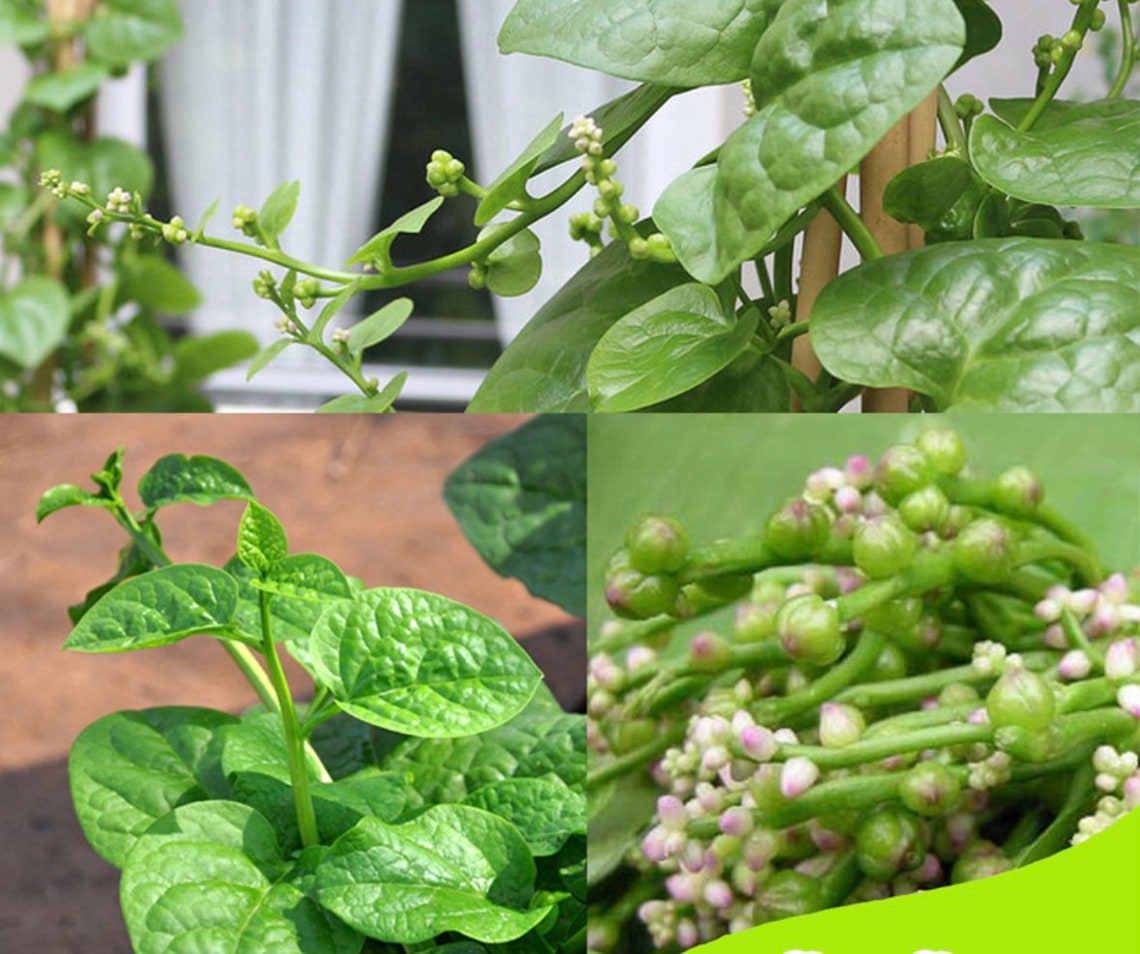 Green Malabar Spinach Seeds - Etsy