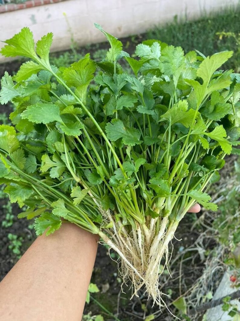 Cilantro Slow-bolting Herb Seed (500+ Seeds) - Etsy