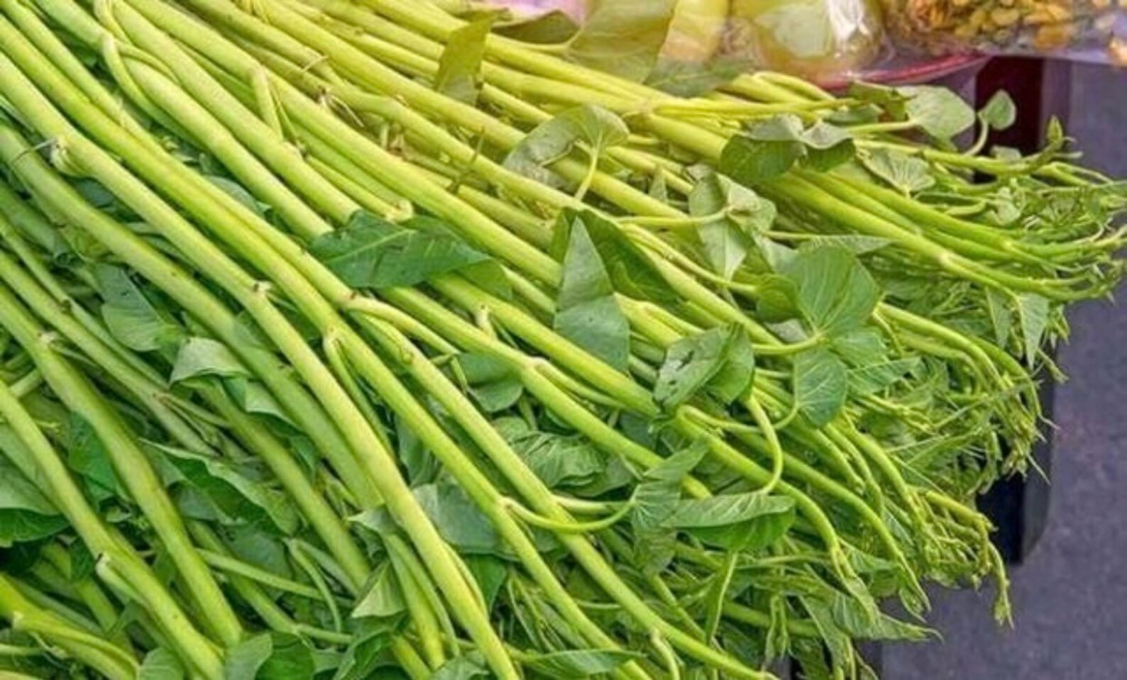 Thai Water Spinach Seeds Thai Pak Bung Kaew - Etsy