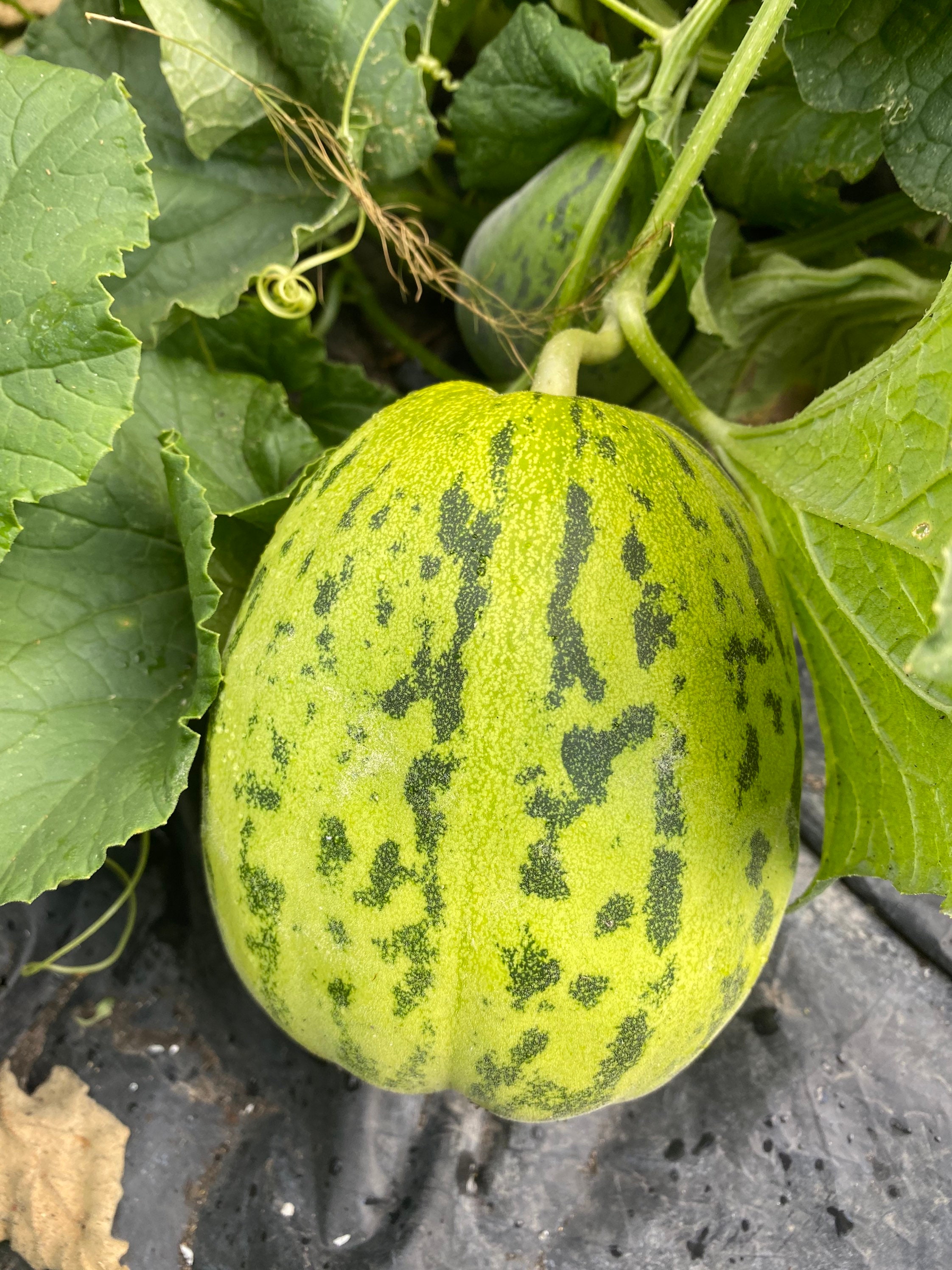 Wah Mibao F1 Chinese Melon Seed 5 Seeds - Etsy