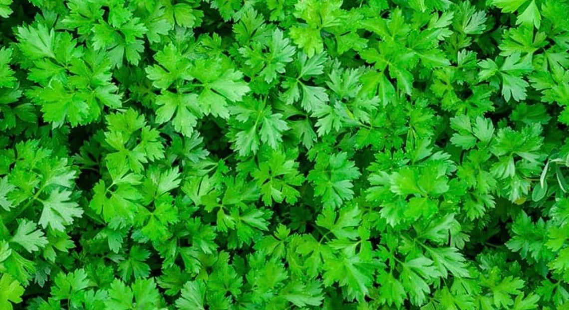 Winter Chervil Seeds - Etsy