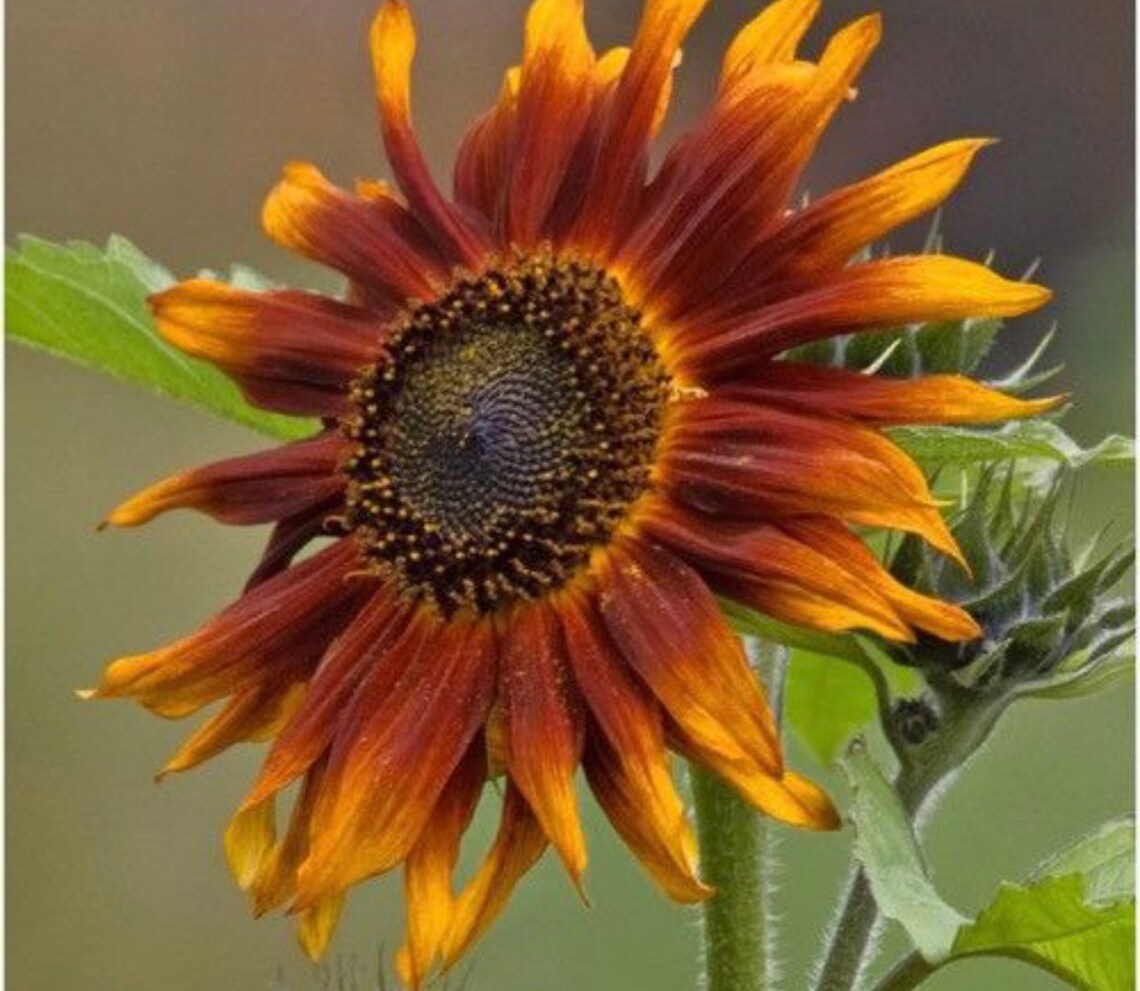 Terracotta Sunflower Seeds 15 Seeds - Etsy