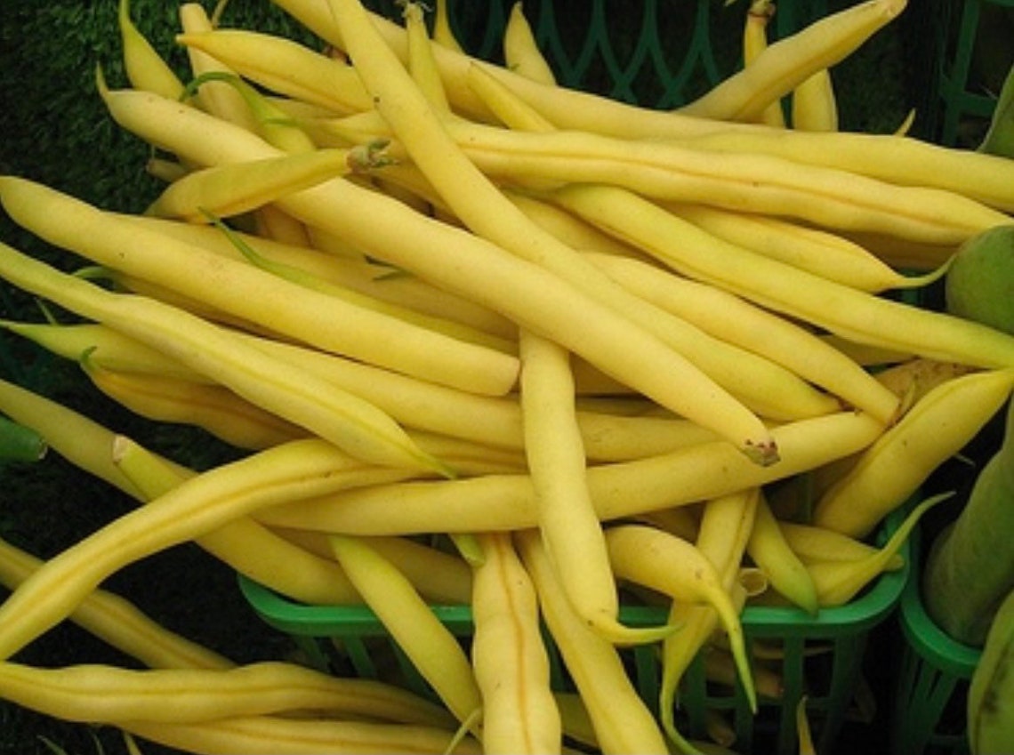 Golden Wax Bean Seeds - Etsy