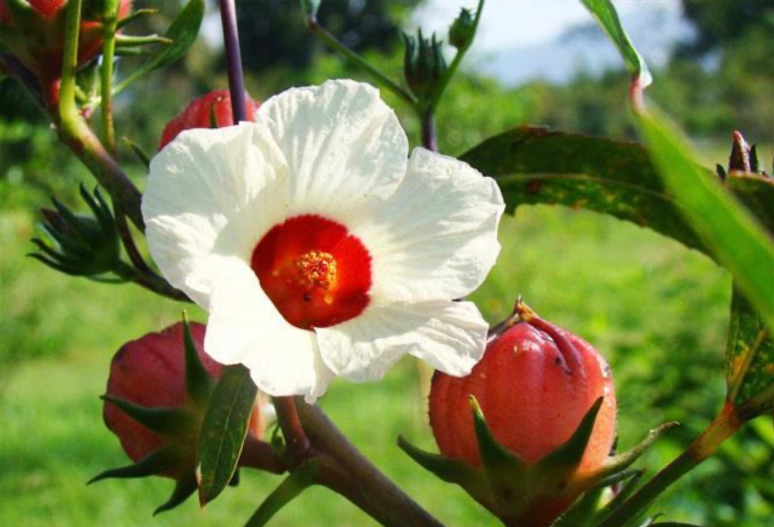 Roselle Hibiscus Flower Seeds - Etsy